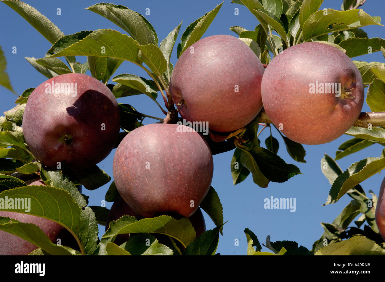 Apple / Early Redone Stock Photo - Alamy