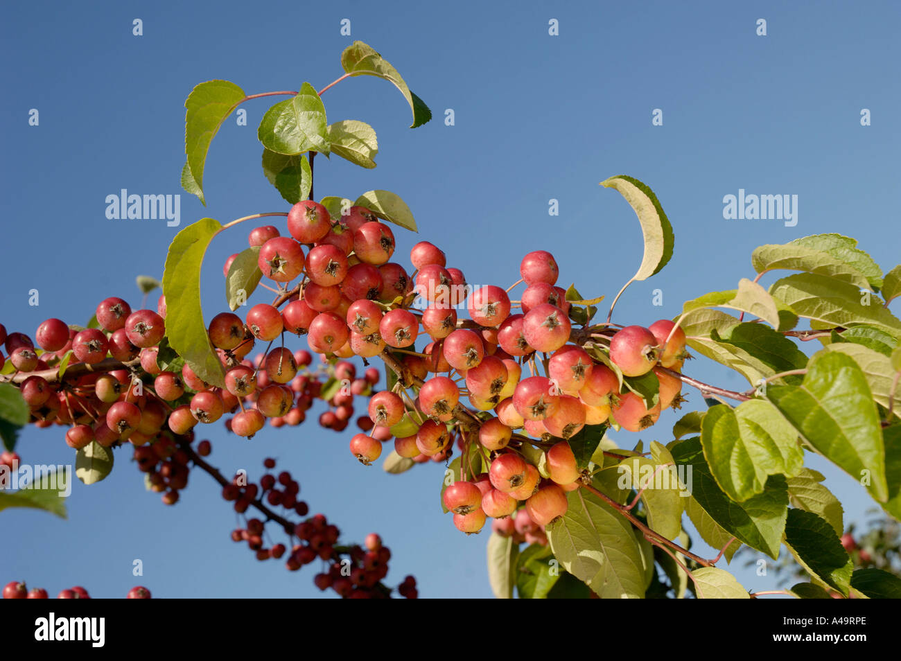 Crabapple evereste hi-res stock photography and images - Alamy