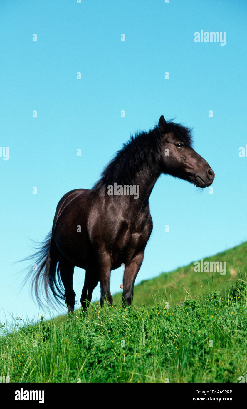 Huftiere hoofed animals hi-res stock photography and images - Alamy