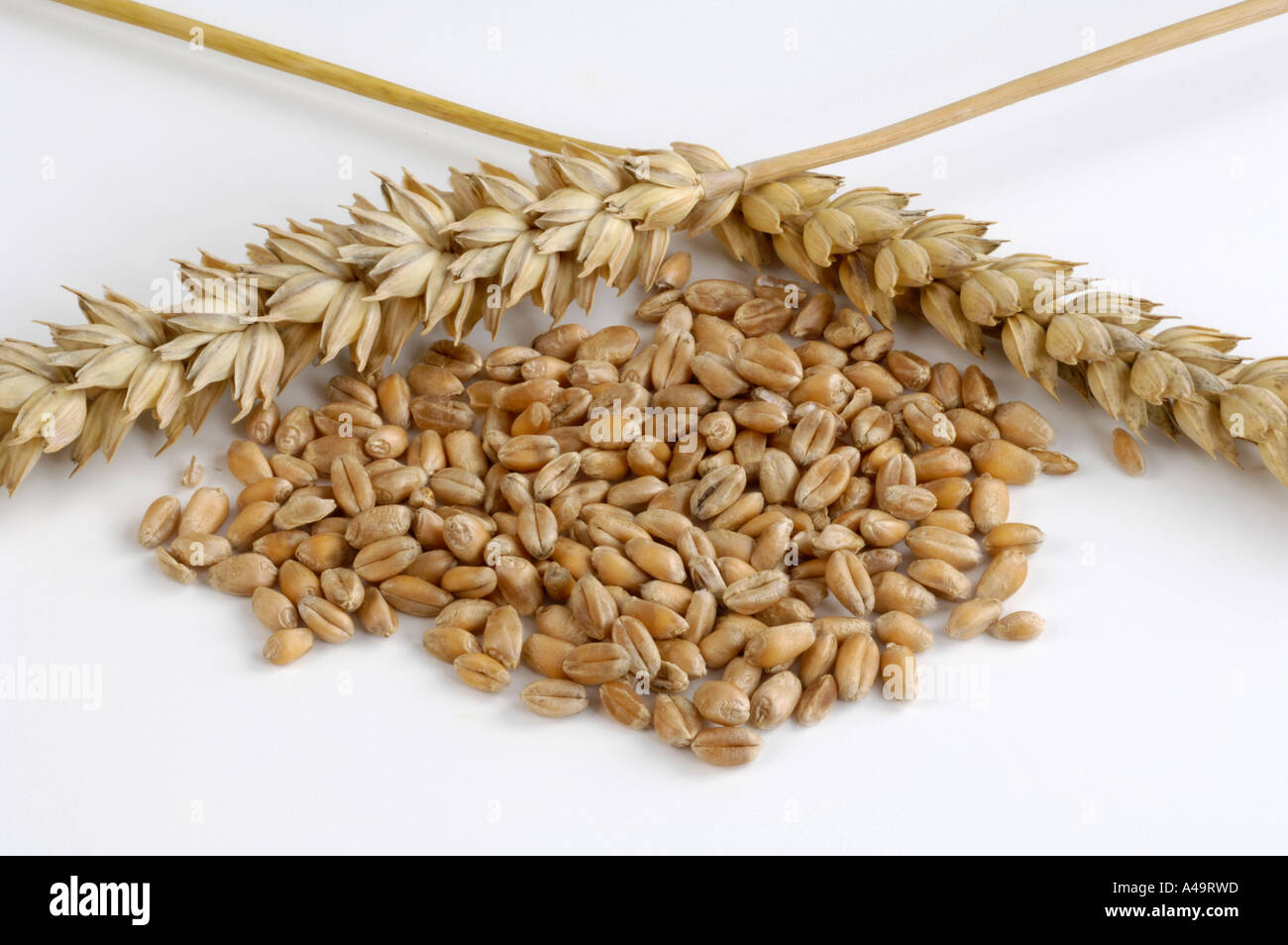 All wheat hi-res stock photography and images - Alamy