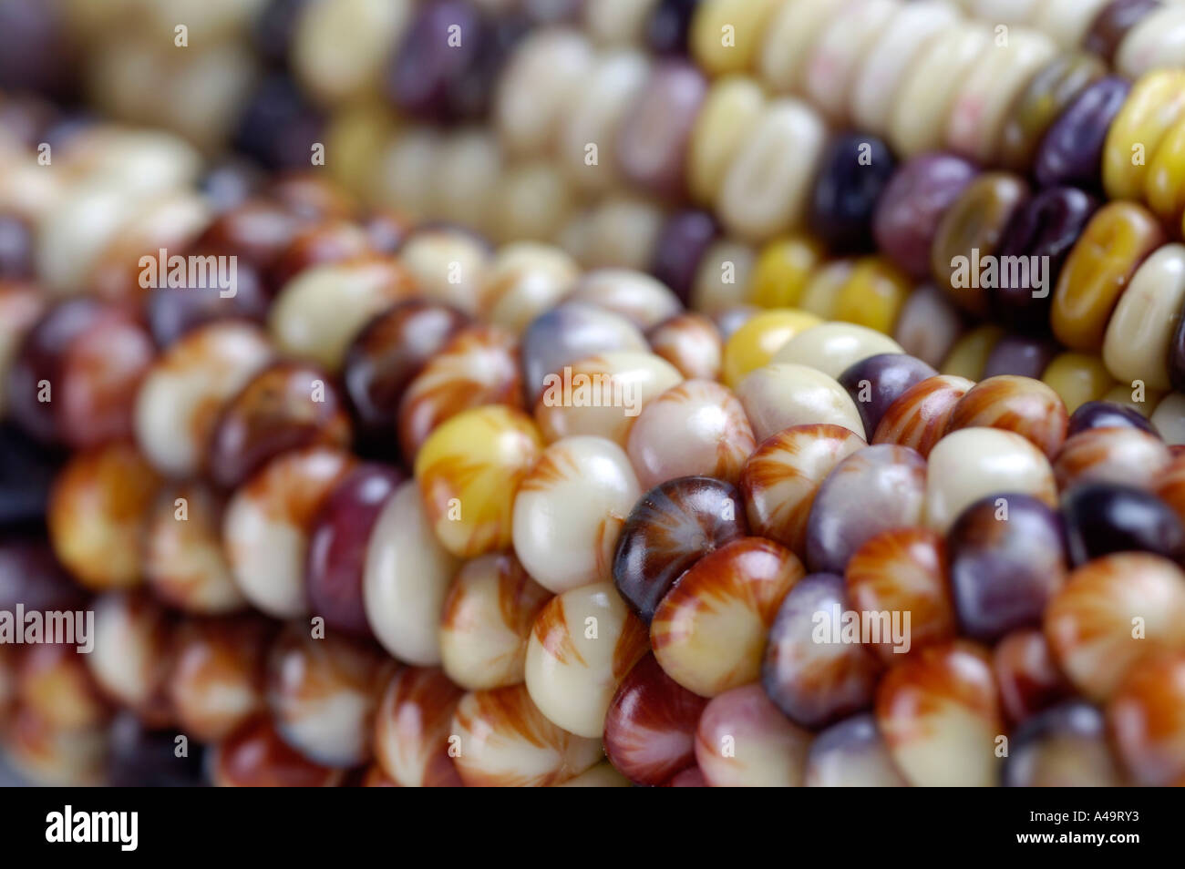 Maize / Corn Stock Photo - Alamy