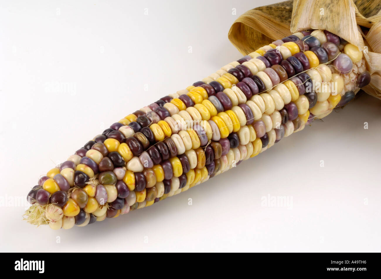Maize / Corn Stock Photo - Alamy