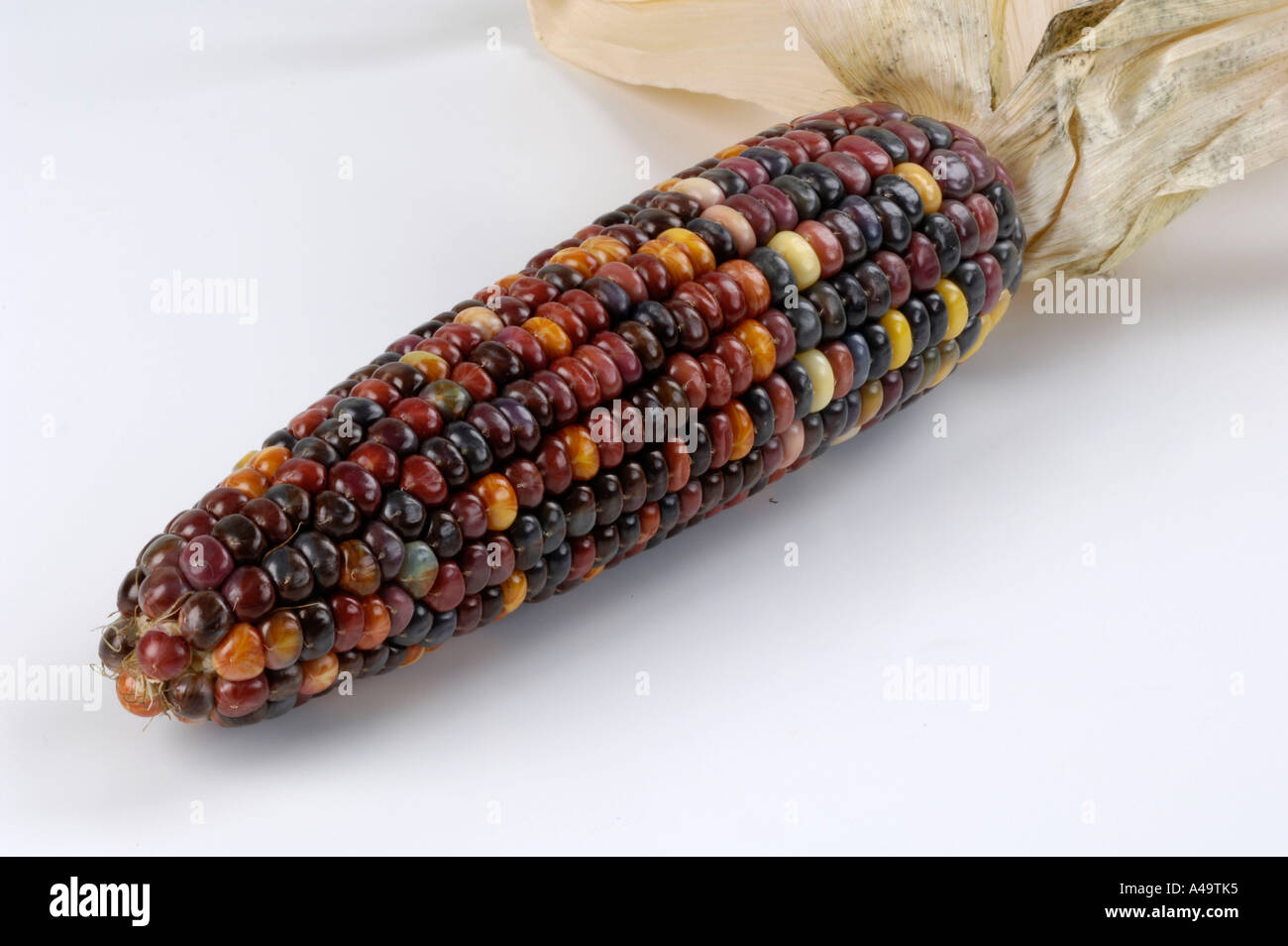 Maize / Corn Stock Photo - Alamy