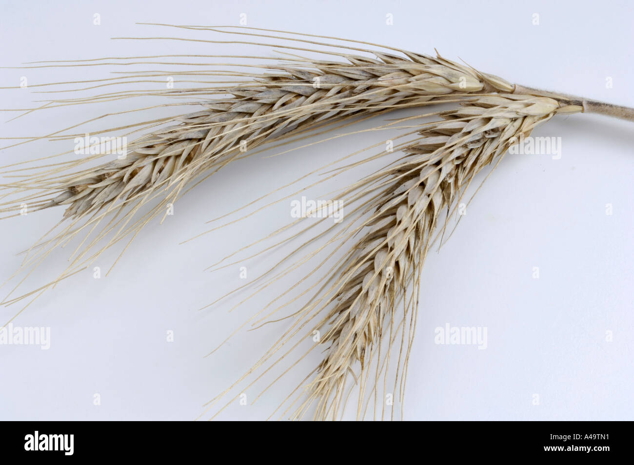 Triticale cereals hi-res stock photography and images - Alamy