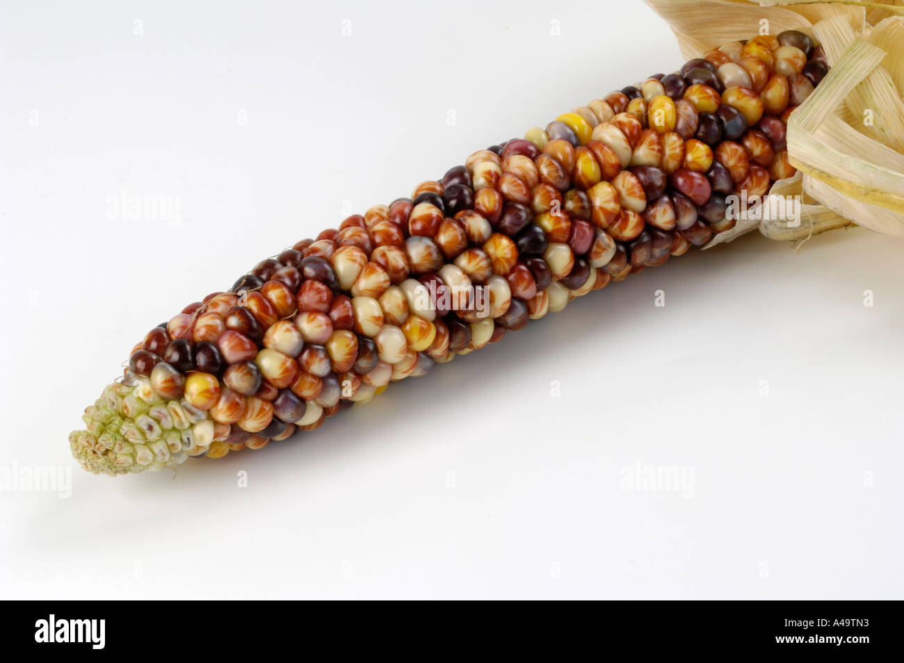 Maize / Corn Stock Photo - Alamy