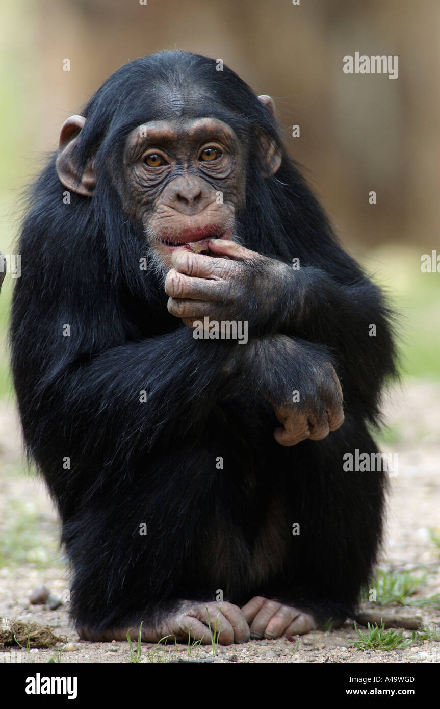 Chimpanzee / Chimpy Stock Photo - Alamy