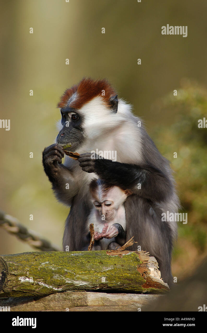 Cherry Crowned Mangabey Stock Photos & Cherry Crowned Mangabey Stock ...