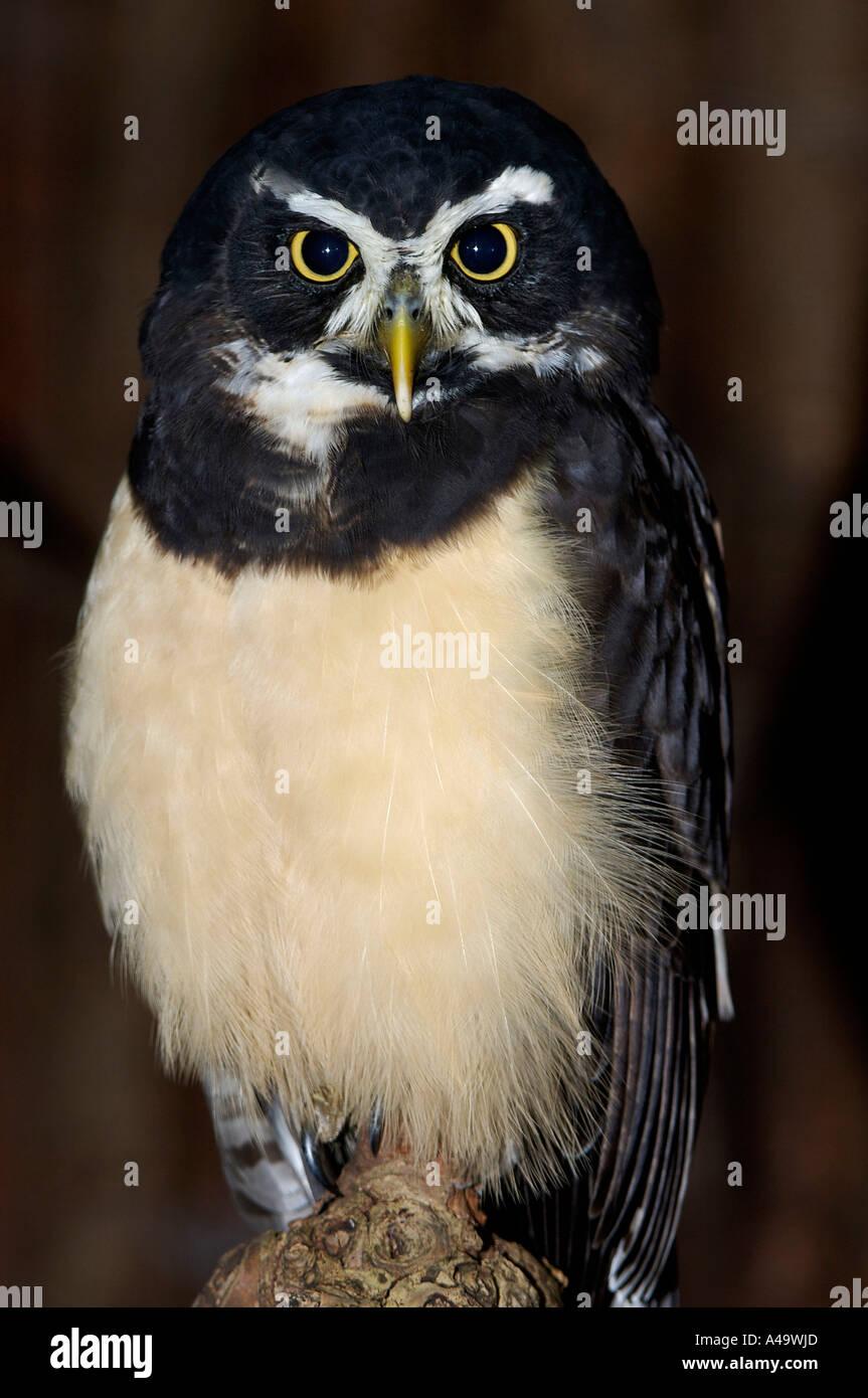 Spectacled owls hi-res stock photography and images - Alamy