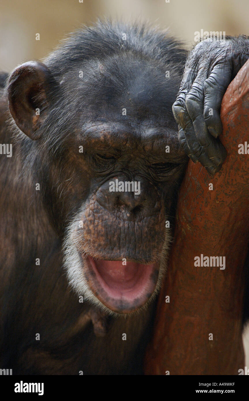 Chimpanzee / Chimpy Stock Photo - Alamy