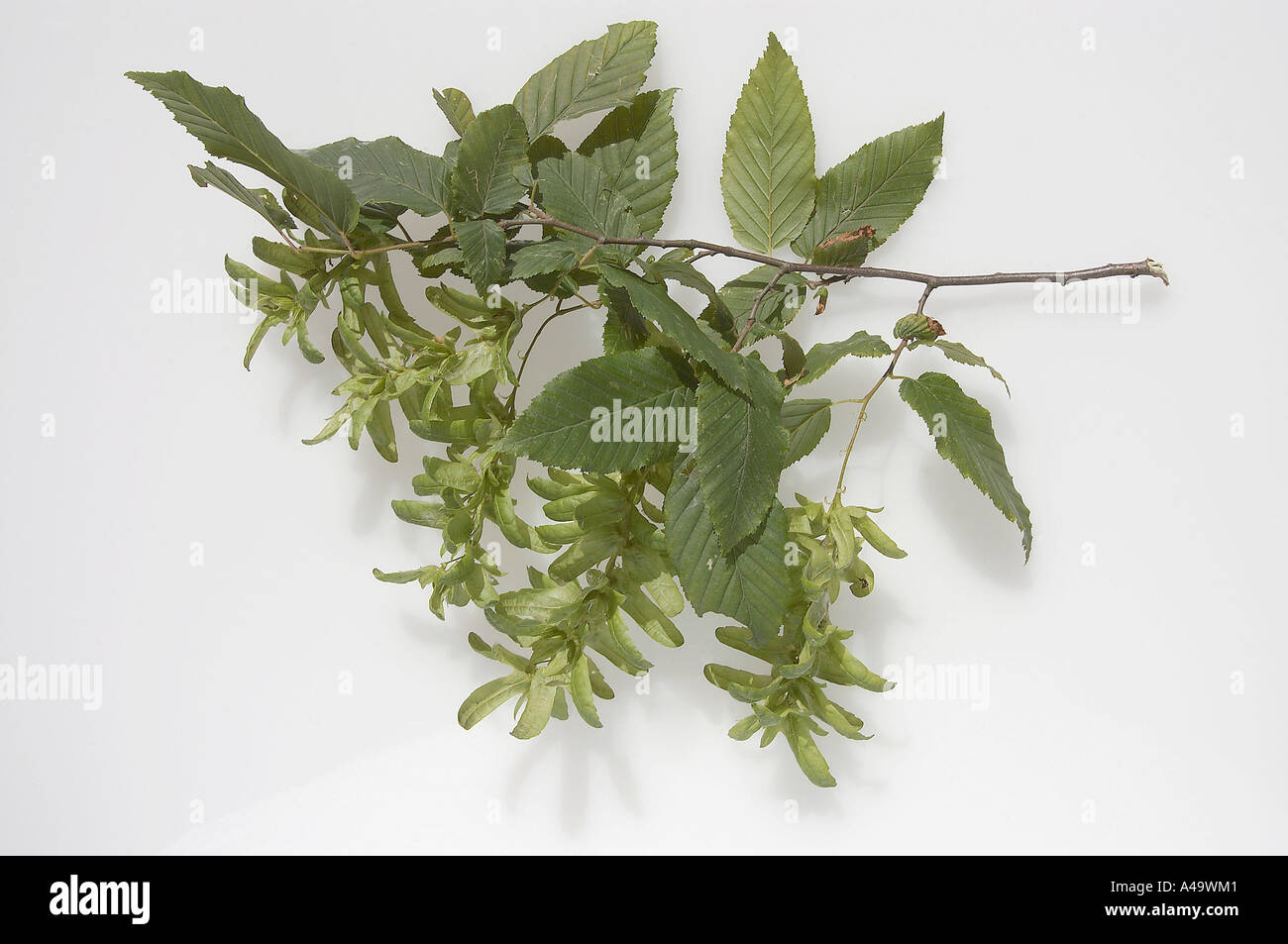 Hornbeam carpinus betulus fruit hi-res stock photography and images - Alamy