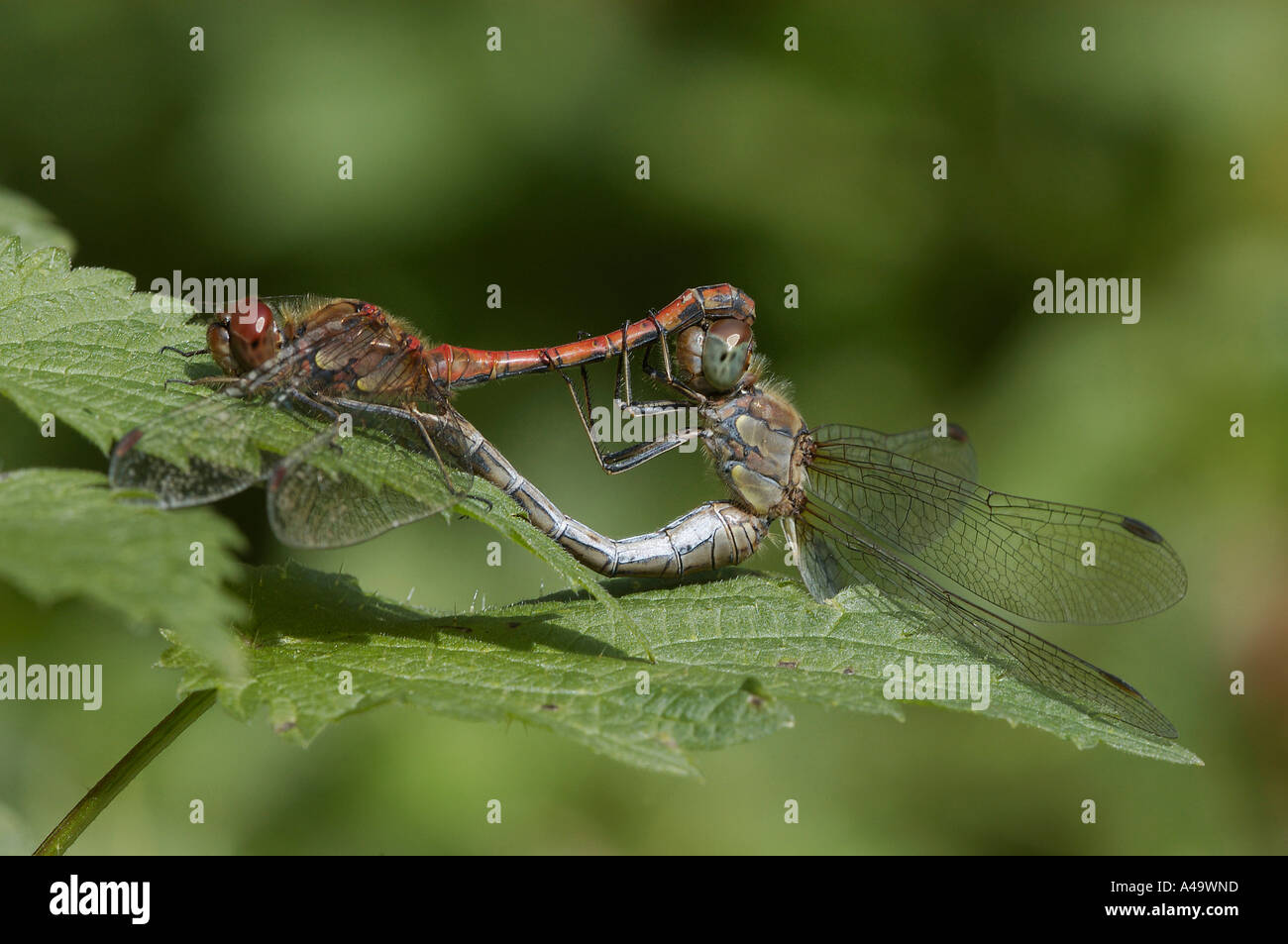 Female vagrant hi-res stock photography and images - Alamy