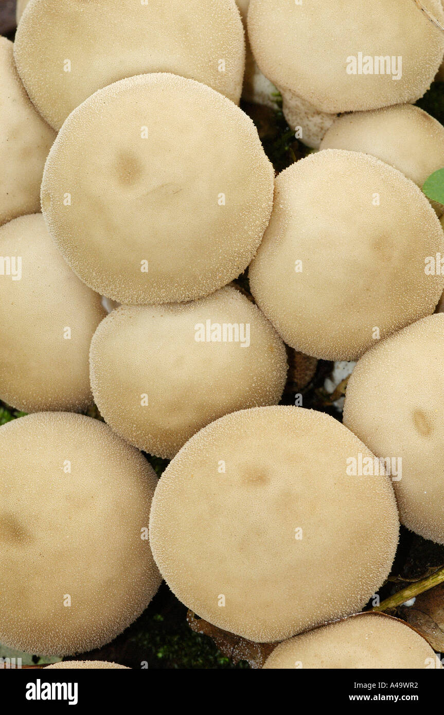 Stump Puffball / Pear-Shaped Puffball Stock Photo - Alamy
