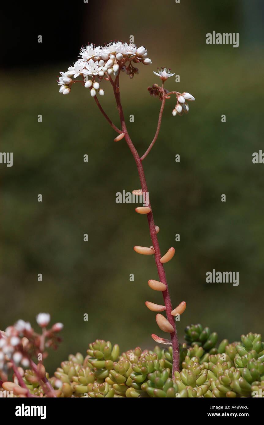 Upright stonecrop hi-res stock photography and images - Alamy