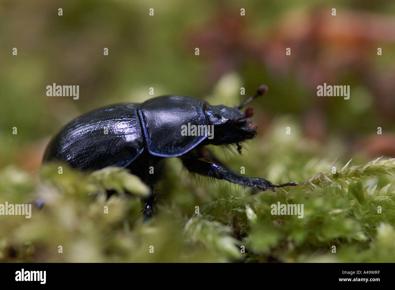 Earth-Boring Dung Beetle / Dor Beetle Stock Photo - Alamy