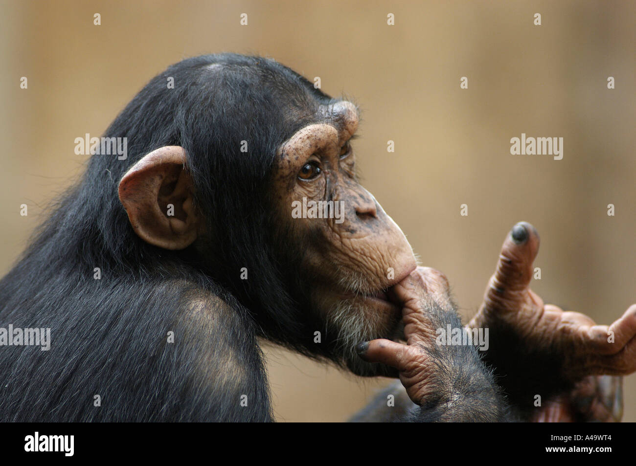 Chimpy hi-res stock photography and images - Alamy