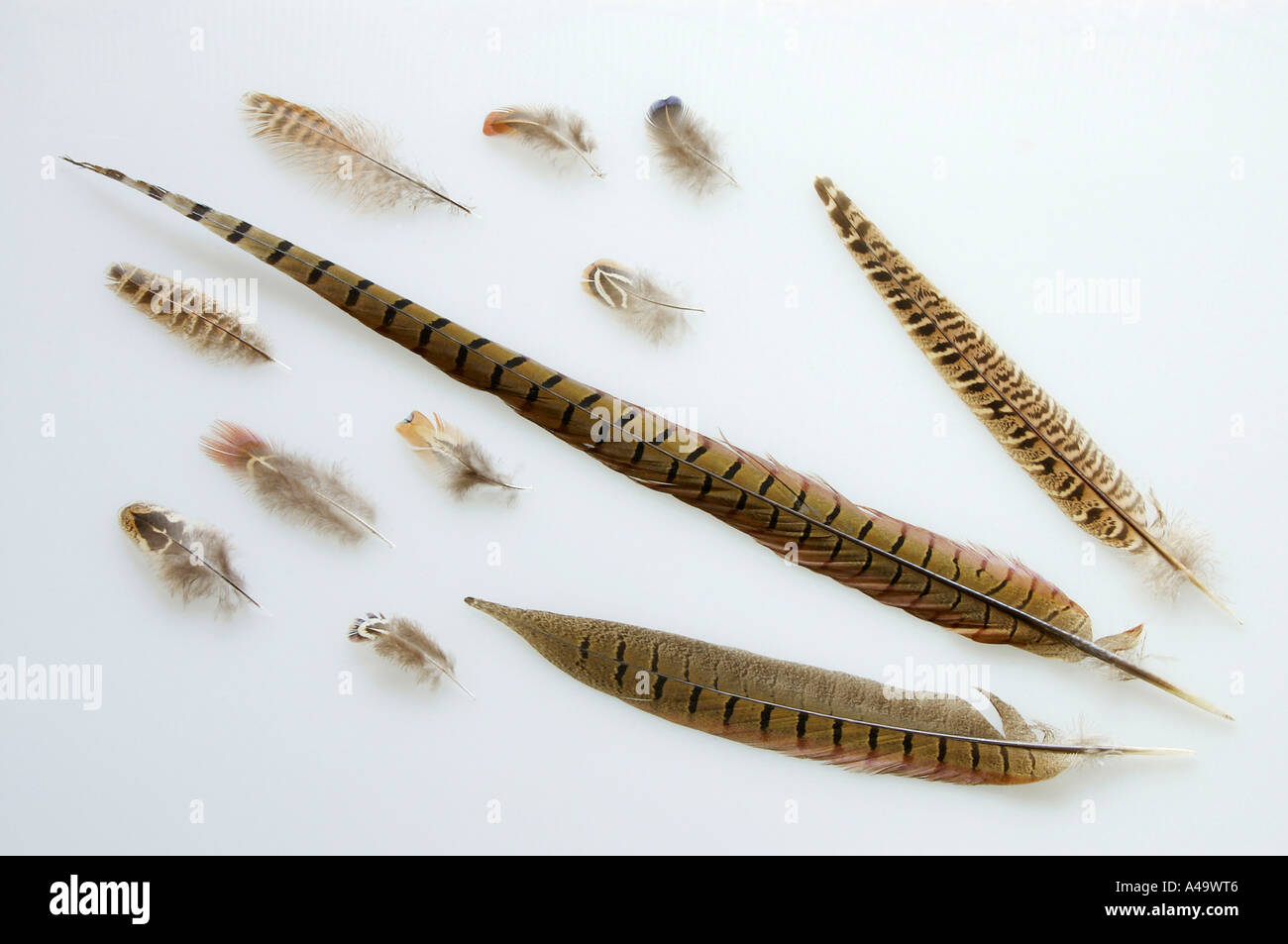 Pheasant feather hi-res stock photography and images - Alamy