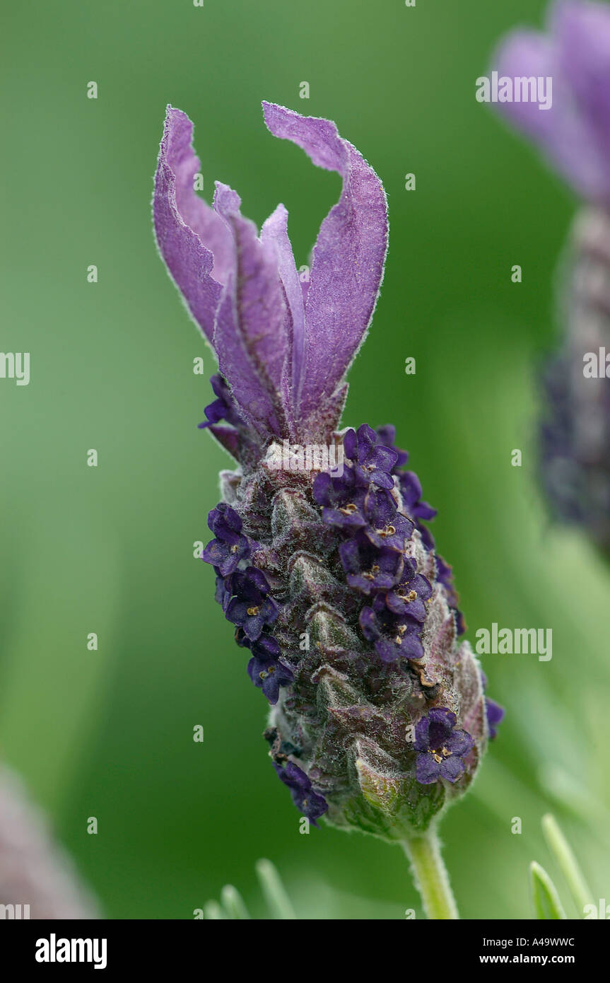 Cantueso spanish lavender hi-res stock photography and images - Alamy