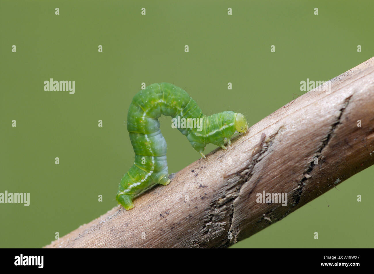 Green moth hi-res stock photography and images - Alamy
