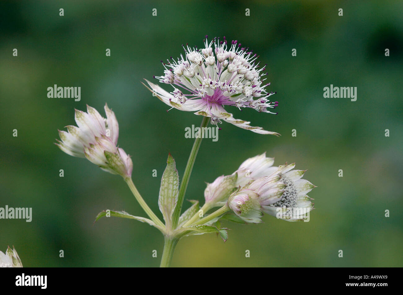 Greater masterwort astrantia major hi-res stock photography and images ...