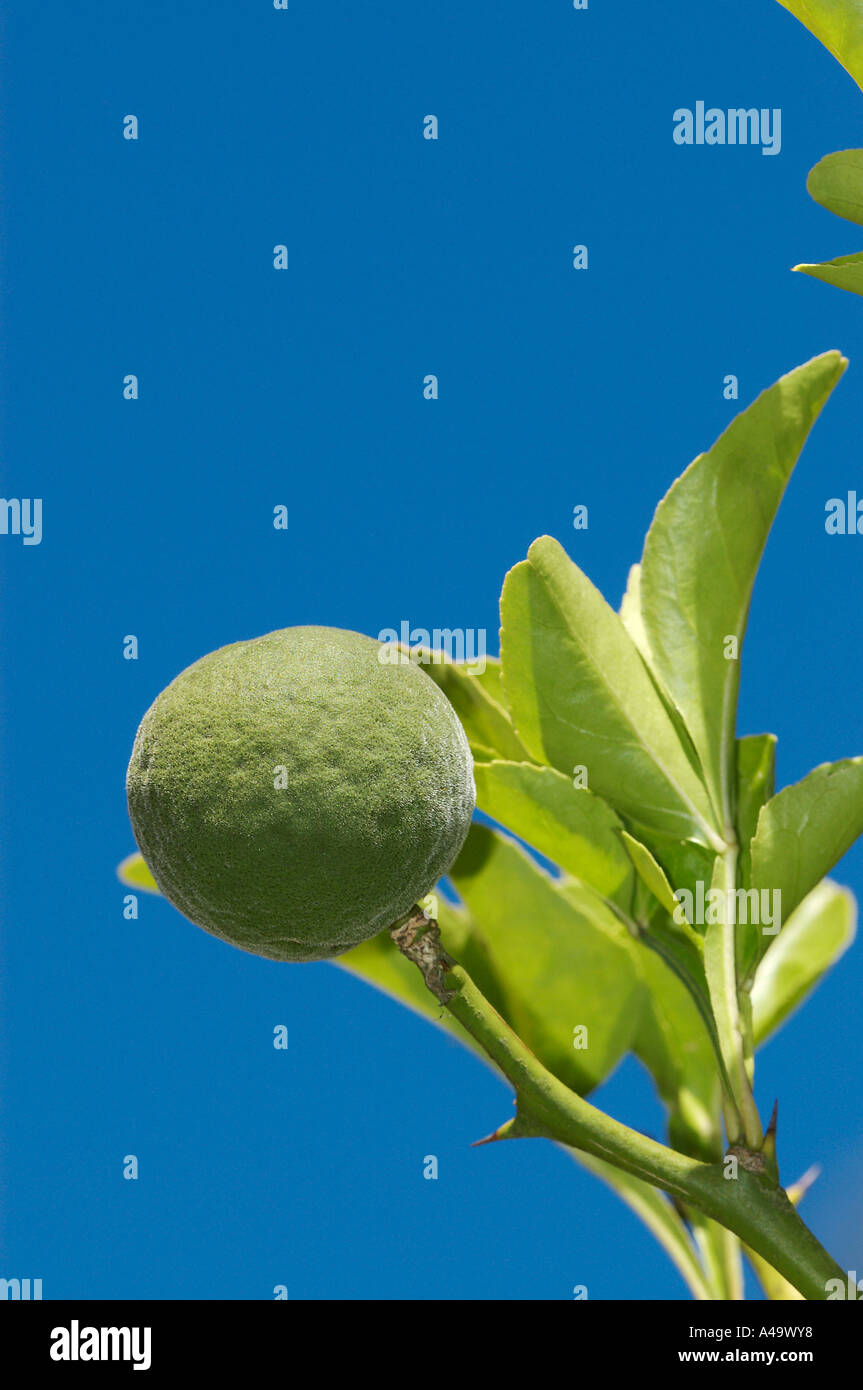 Orange trifoliata hi-res stock photography and images - Alamy