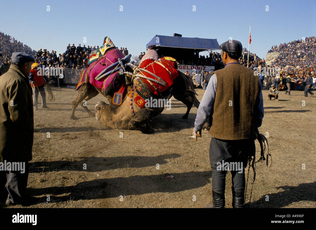 Camel Fighting High Resolution Stock Photography and Images - Alamy