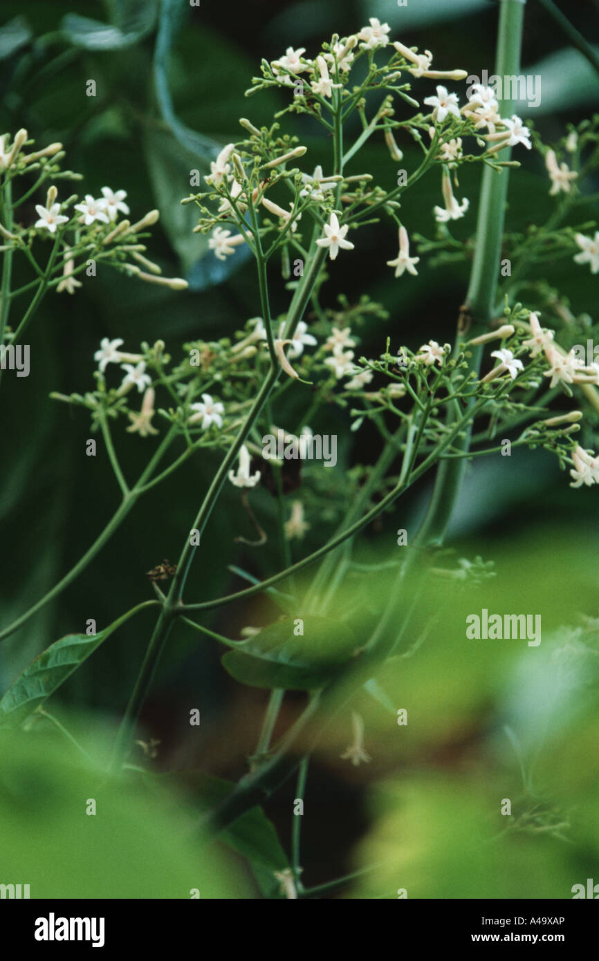 Cinchona tree hi-res stock photography and images - Alamy