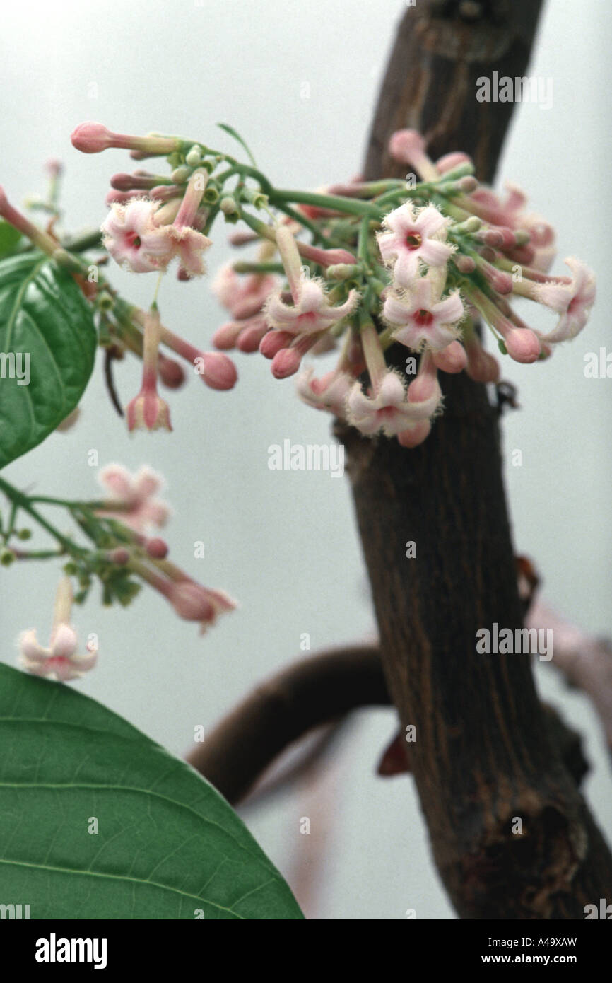 Quinine tree hi-res stock photography and images - Alamy