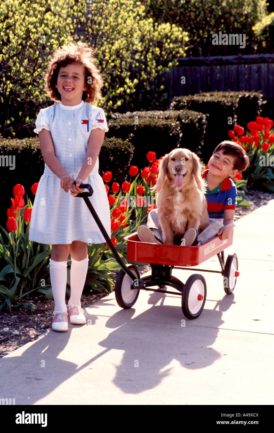 girl carrying boy and dog in a wagon, USA Stock Photo - Alamy