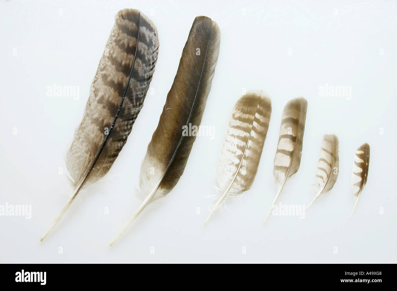 Feather from birds of prey Stock Photo - Alamy