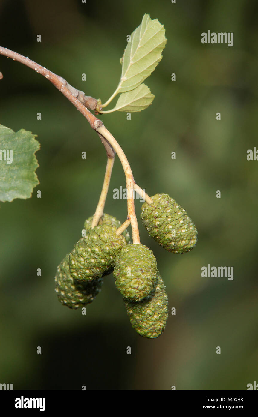 Gray alder hi-res stock photography and images - Alamy