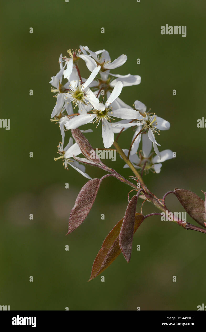 Allegheny serviceberry amelanchier laevis hi-res stock photography and ...
