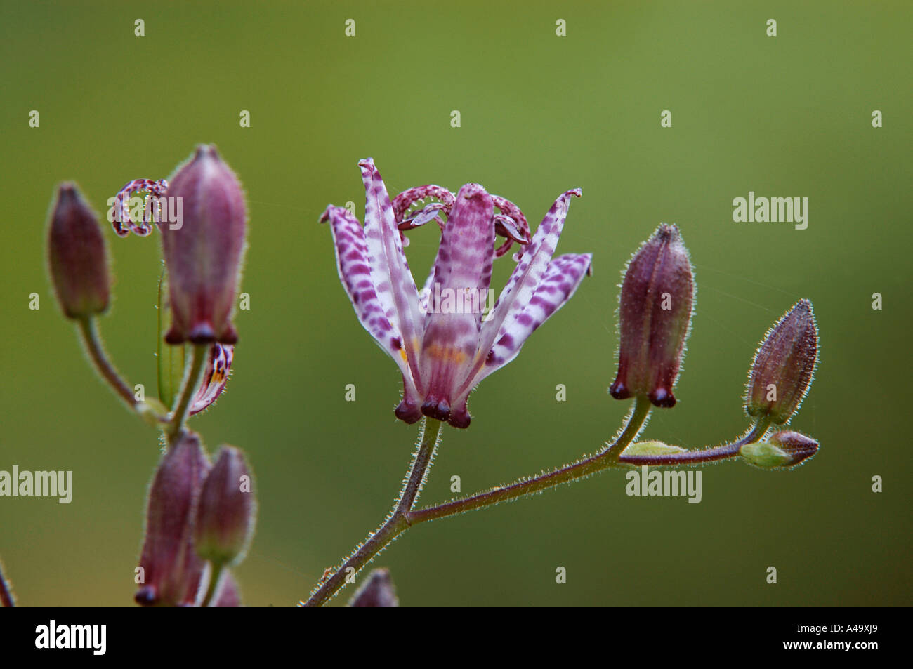 Toad lily flowers hi-res stock photography and images - Alamy