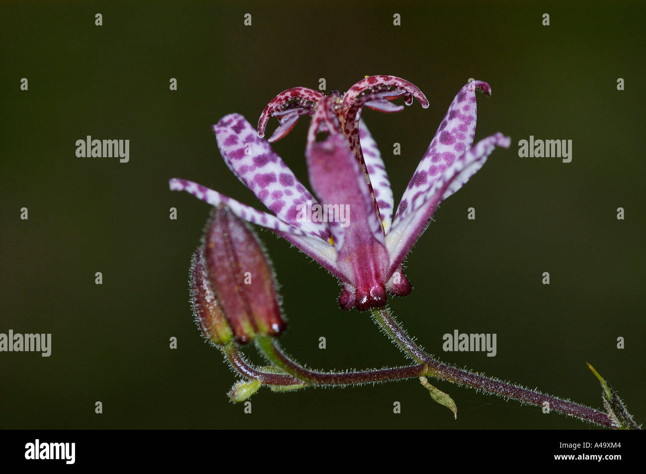 Toad lily flowers hi-res stock photography and images - Alamy