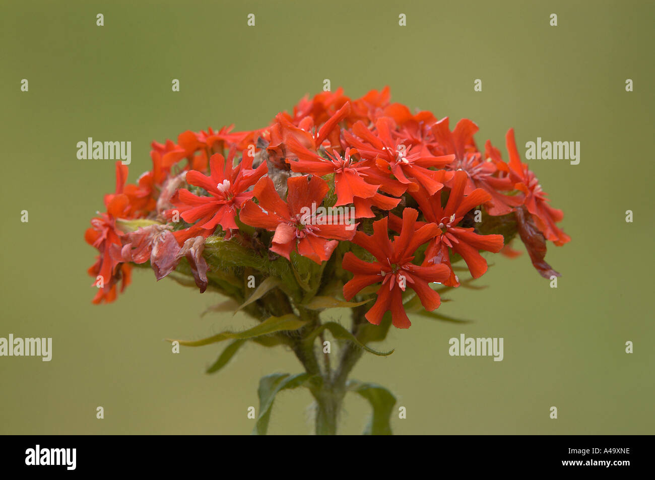 Scarlet lychnis hi-res stock photography and images - Alamy