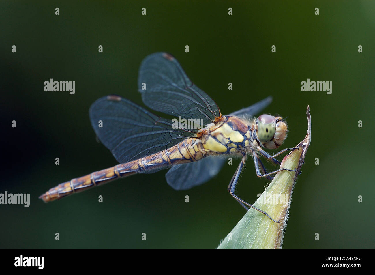 Female vagrant hi-res stock photography and images - Alamy