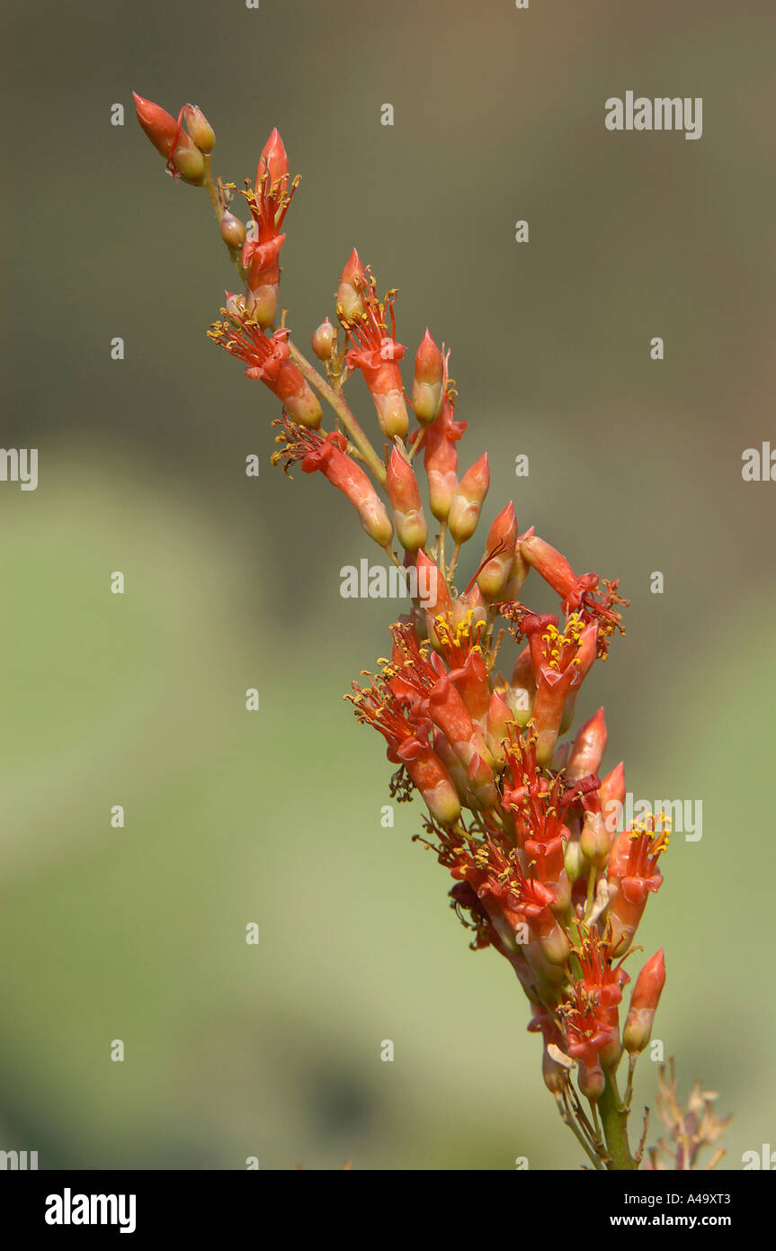 Ocotillo blossoms hi-res stock photography and images - Alamy