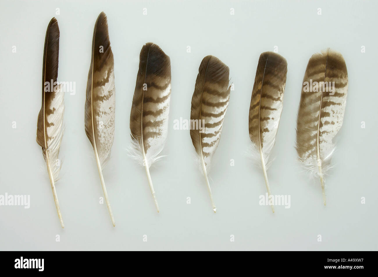 Buzzard feather hi-res stock photography and images - Alamy
