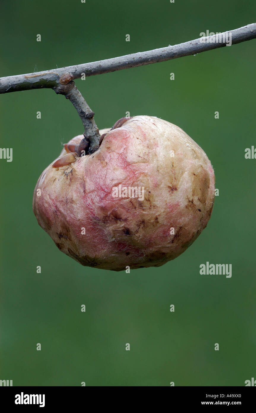 Oak apple gall wasp hi-res stock photography and images - Alamy