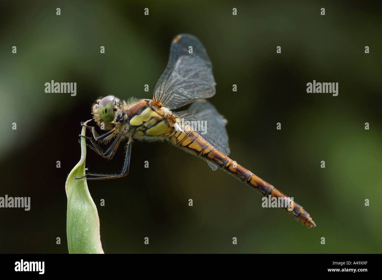 Female vagrant hi-res stock photography and images - Alamy
