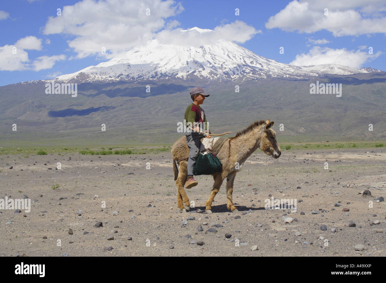 domestic donkey (Equus asinus f. asinus), boy riding across a plain in ...