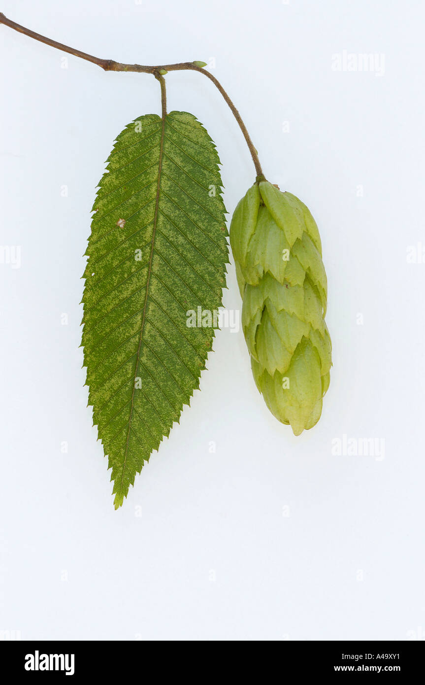 Japanese hornbeam [carpinus japonica] hi-res stock photography and ...