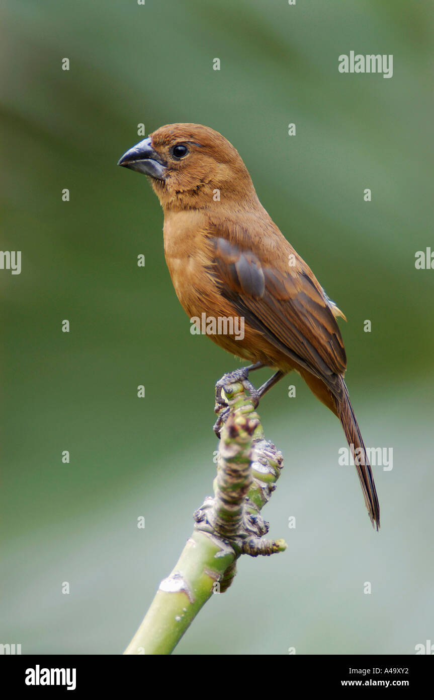 Ultramine hi-res stock photography and images - Alamy