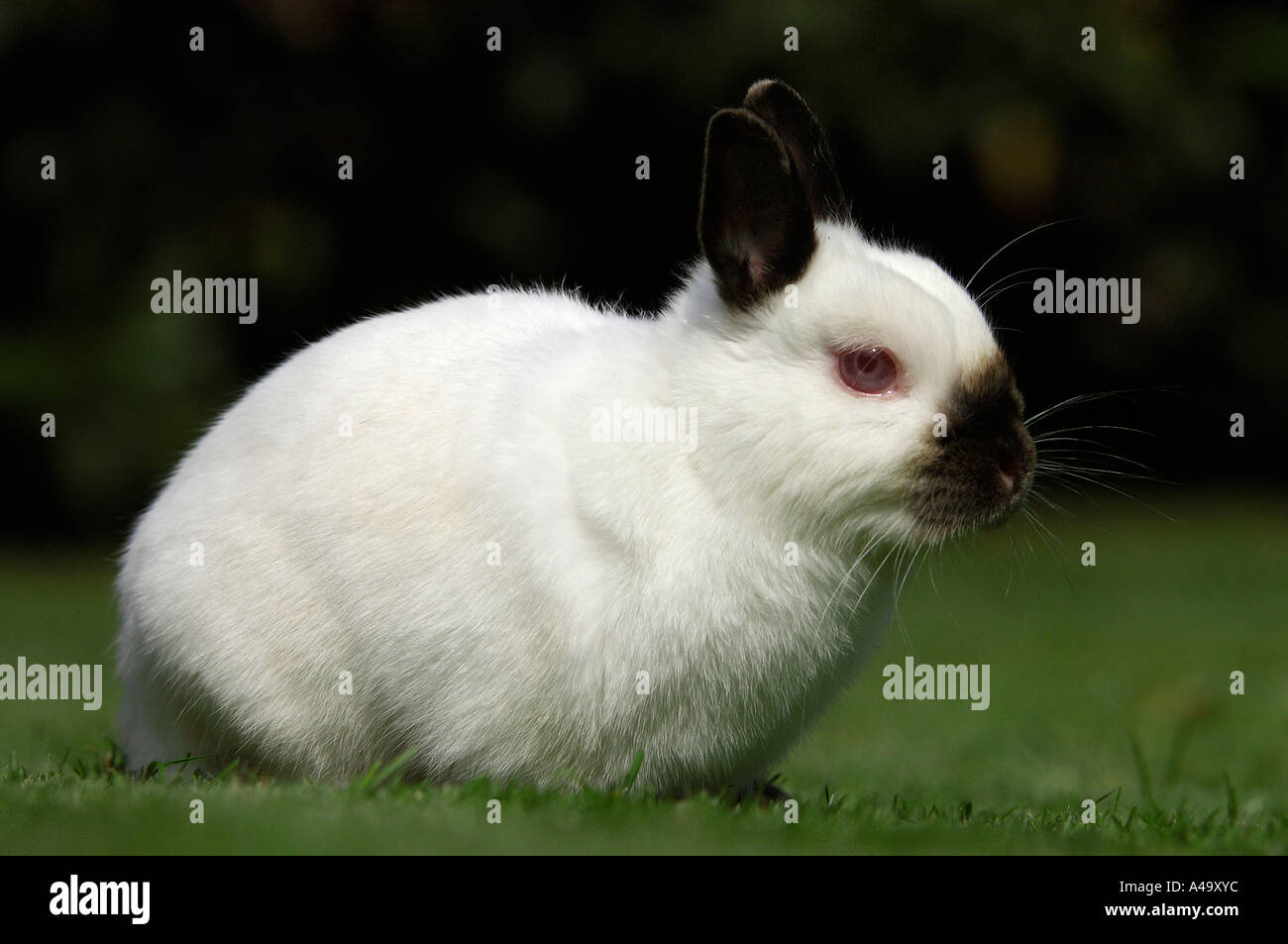 Himalayan rabbit hi-res stock photography and images - Alamy