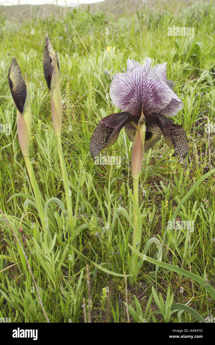 bearded iris (Iris iberica), blooming plants, Turkey, East Anatolia ...