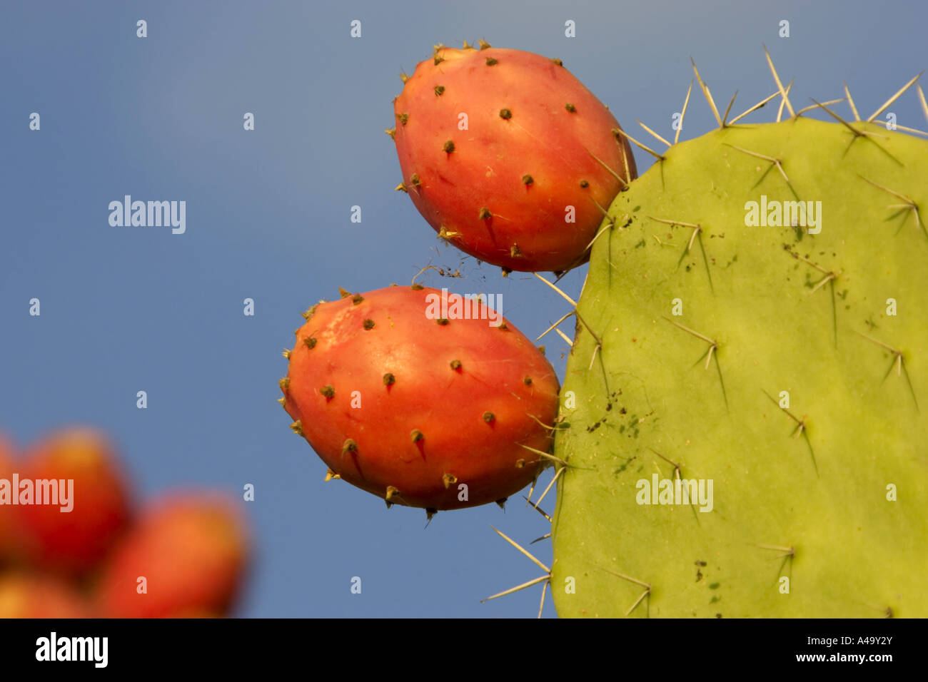 Large Pear Cactus (Opuntia maxima), fruits against blue sky, Italy ...