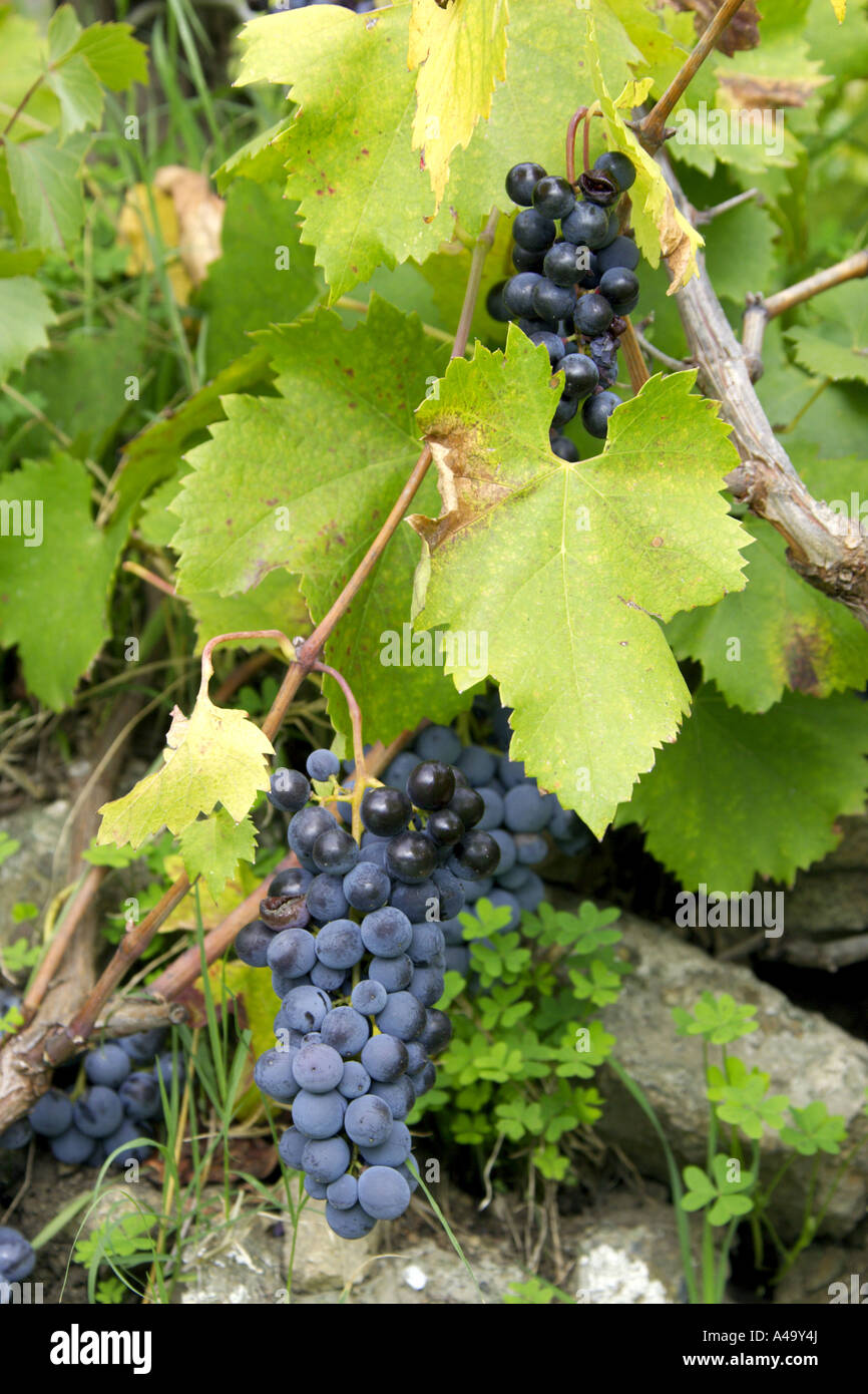grape-vine, vine (Vitis vinifera), grapevine, Italy, Sicilia Stock ...