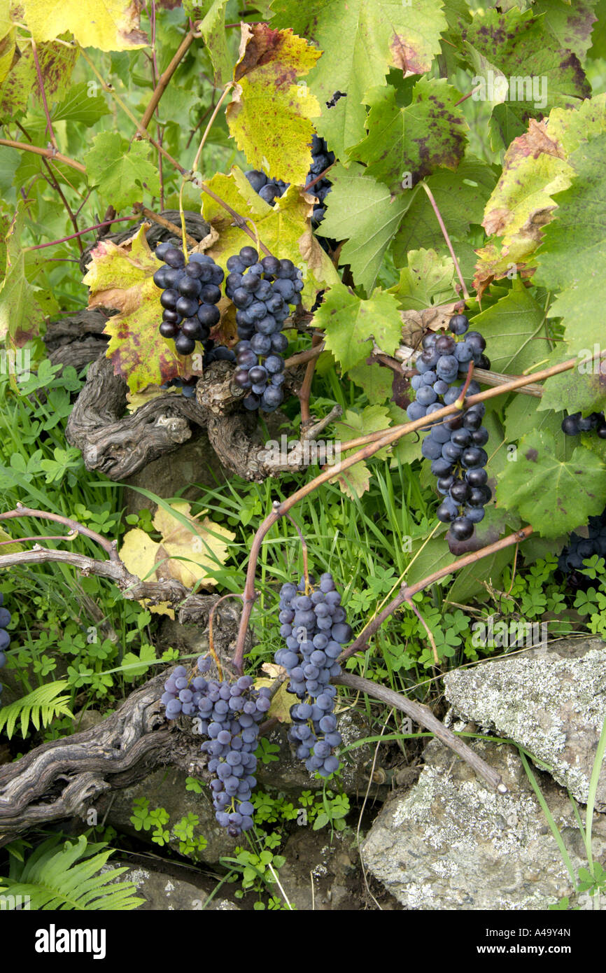grape-vine, vine (Vitis vinifera), grapevines, Italy, Sicilia Stock ...