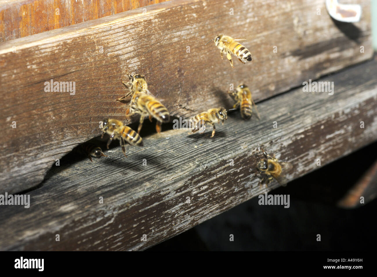 honey bee, hive bee (Apis mellifera mellifera), at the entrance of ...