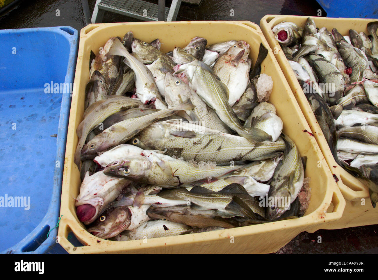cod, Atlantic cod, codling (Gadus morhua), frish fished, lying in ...
