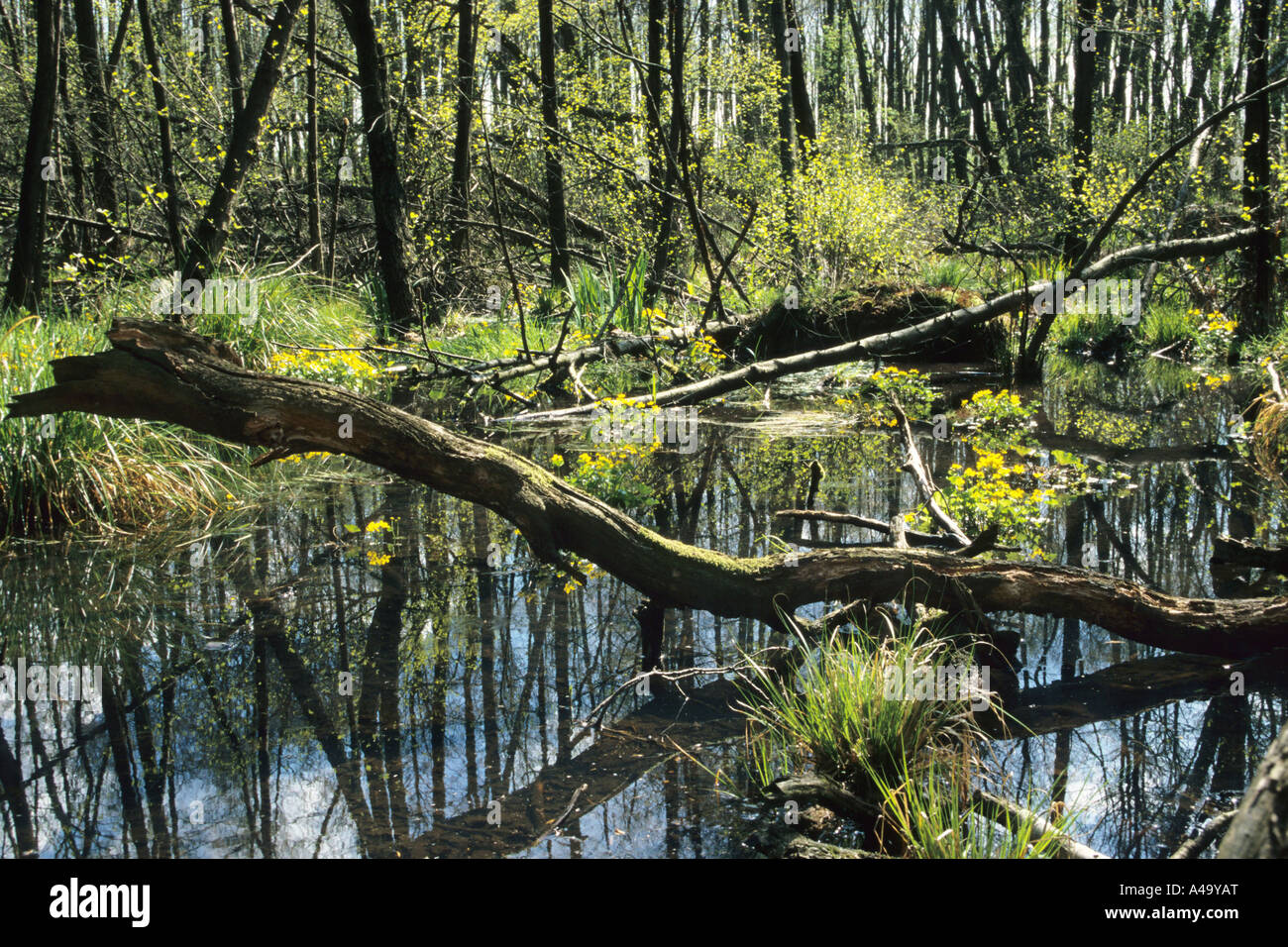 Alder swamp forests hi-res stock photography and images - Alamy